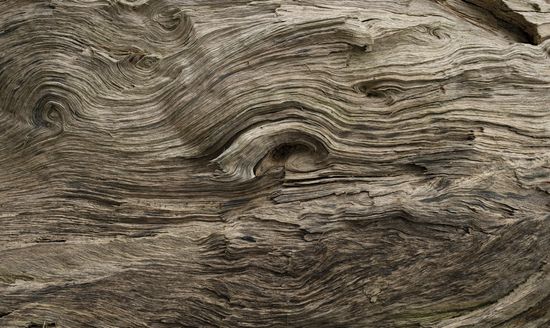 Wood Structure Dead Fallen Tree Trunk Editorial Stock Photo - Stock ...