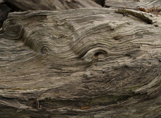 Wood Structure Dead Fallen Tree Trunk Editorial Stock Photo - Stock ...