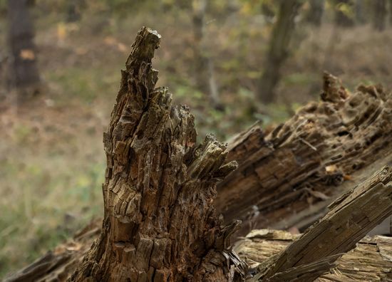 Detail Dead Fallen Tree Trunk Seeberg Editorial Stock Photo - Stock ...