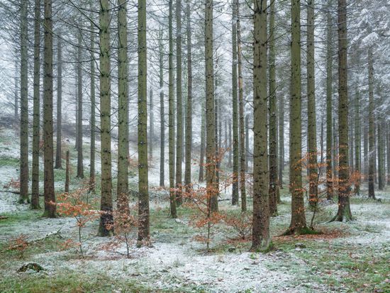 Spruce Forest Late Autumn Snow On Editorial Stock Photo - Stock Image ...