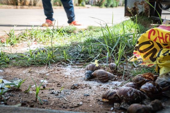 View Dead African Snails Near Residential Editorial Stock Photo - Stock ...