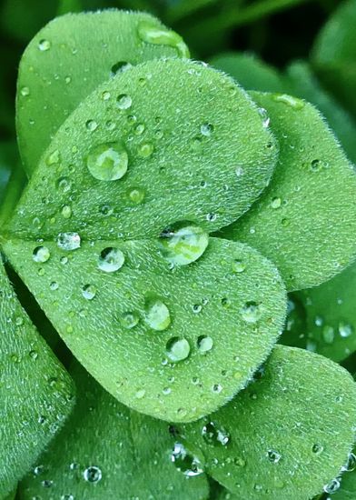 Raindrops Pools On Plants After Another Editorial Stock Photo - Stock ...