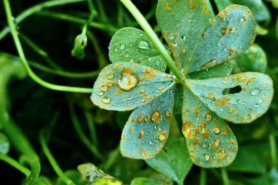 Raindrops Pools On Plants After Another Editorial Stock Photo - Stock ...