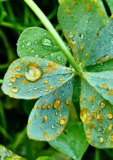 Raindrops Pools On Plants After Another Editorial Stock Photo - Stock ...