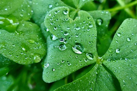 Raindrops Pools On Plants After Another Editorial Stock Photo - Stock ...