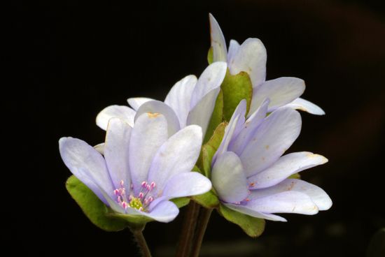 Liverwort Hepatica Triloba Hepatica Nobilis Anemone Editorial Stock ...