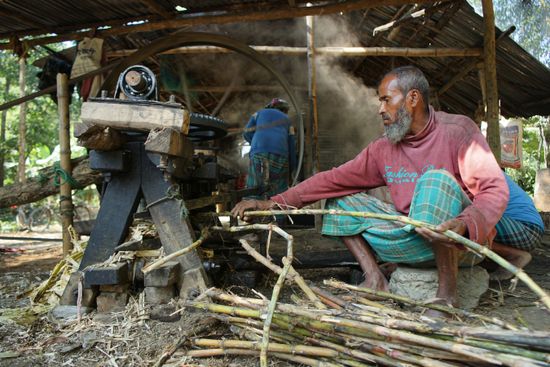 Habiganj Bangladesh 08 Nov 2022 Sugarcane Editorial Stock Photo - Stock ...