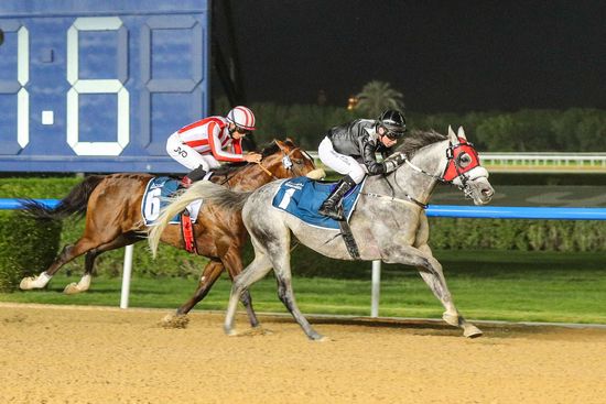 Af Alajaj Fr Ridden By Tadhg Editorial Stock Photo - Stock Image ...