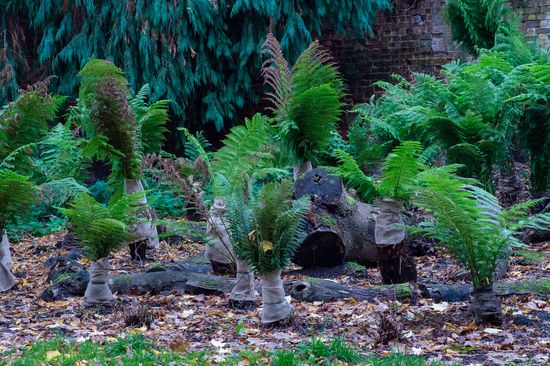 Tree Ferns Wrapped Ready Winter Weather Editorial Stock Photo - Stock ...