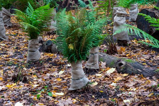 Tree Ferns Wrapped Ready Winter Weather Editorial Stock Photo - Stock ...