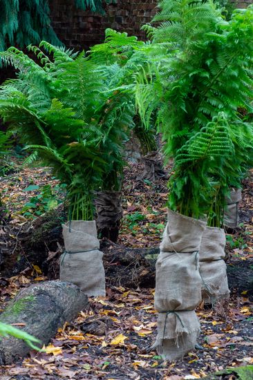 Tree Ferns Wrapped Ready Winter Weather Editorial Stock Photo - Stock ...