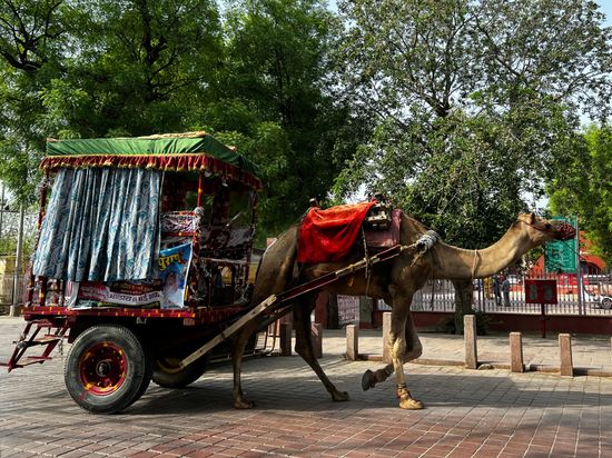 Camel Pulling Small Cart City Agra Editorial Stock Photo - Stock Image ...