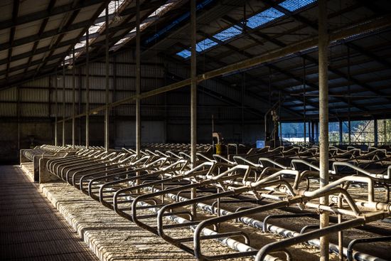 20221110 085102 Weert Empty Stables Cattle Editorial Stock Photo ...