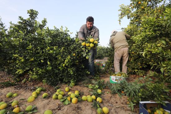 Palestinian Farmers Collect Oranges During Harvest Editorial Stock ...