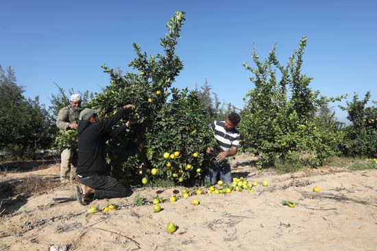 Palestinian Farmers Collect Oranges During Harvest Editorial Stock ...