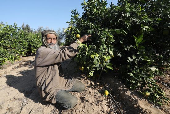 Palestinian Farmers Collect Oranges During Harvest Editorial Stock ...