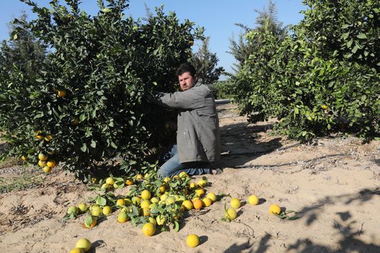Palestinian Farmers Collect Oranges During Harvest Editorial Stock ...