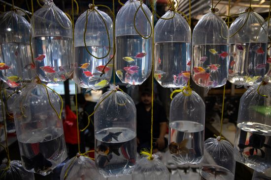 Man Selling Aquarium Fish His Stall Editorial Stock Photo - Stock Image ...