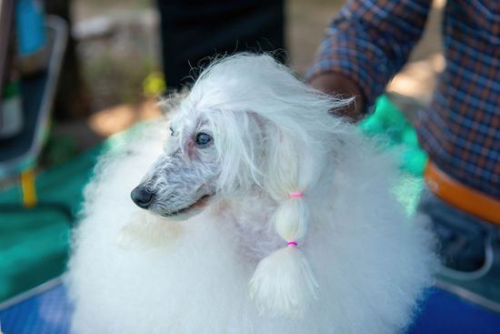 Dog Ponytail Seen During Grooming Competition Editorial Stock Photo ...