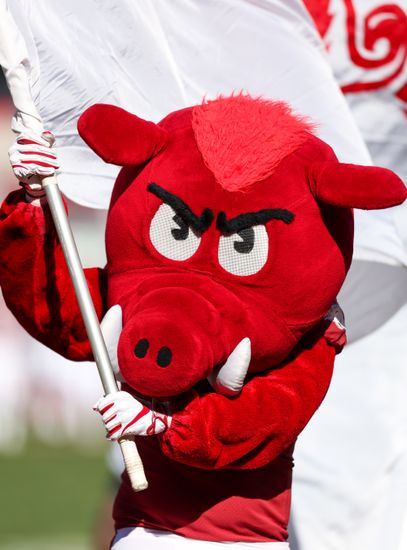 Razorback Mascot Carries Flag Leading Team Editorial Stock Photo ...