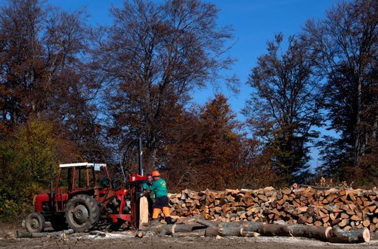 Workers Public Company National Forest Chop Editorial Stock Photo ...