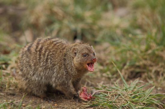 Zebra Mongoose Mungo Mongoose Food Eat Editorial Stock Photo - Stock ...