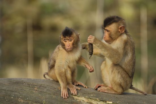 Pigmy Monkey Two Young Play Southern Editorial Stock Photo - Stock ...