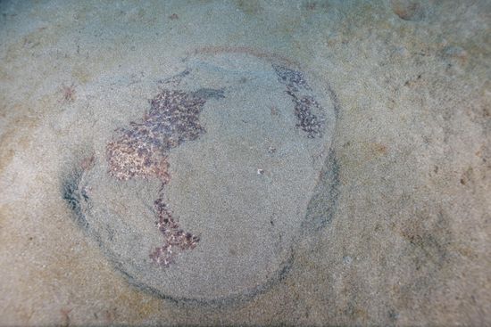 Marbled Electric Ray Torpedo Marmorata Lanzarote Editorial Stock Photo ...