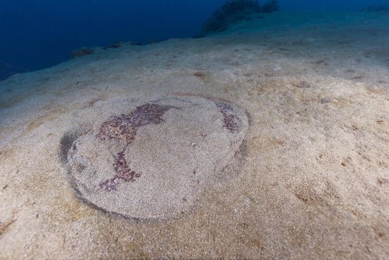 Marbled Electric Ray Torpedo Marmorata Lanzarote Editorial Stock Photo ...