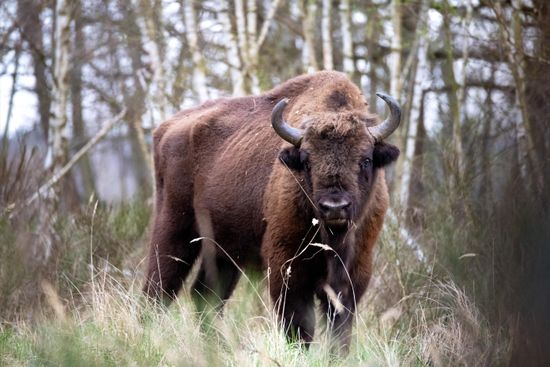 European Bison Bos Bonasus Bison Foraging Editorial Stock Photo - Stock ...