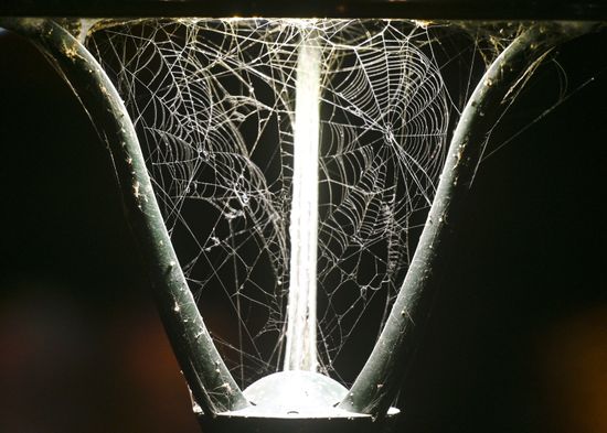 View Cobwebs Inside Street Lamp Old Editorial Stock Photo - Stock Image ...