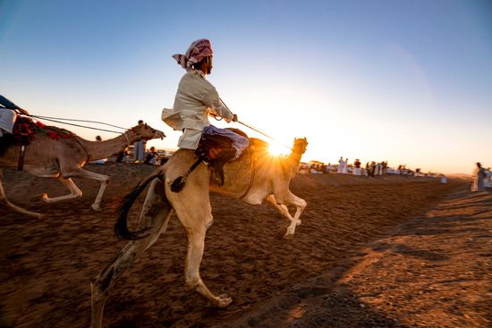 Camels Race Across Desert Sand Camel Editorial Stock Photo - Stock ...