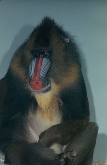 Closeup Baboon Bronx Zoo New York Editorial Stock Photo - Stock Image ...