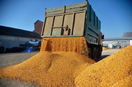 Corn Shipped Grain Run Roksanak Farm Editorial Stock Photo - Stock ...