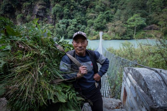 Man Carries Bundle Grass Forage Across Editorial Stock Photo - Stock ...