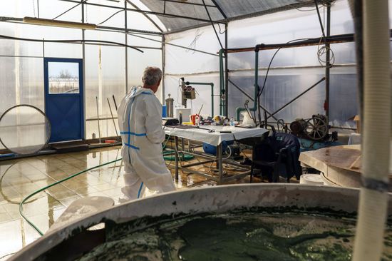 Employee Works Special Spirulina Processing Area Editorial Stock Photo ...