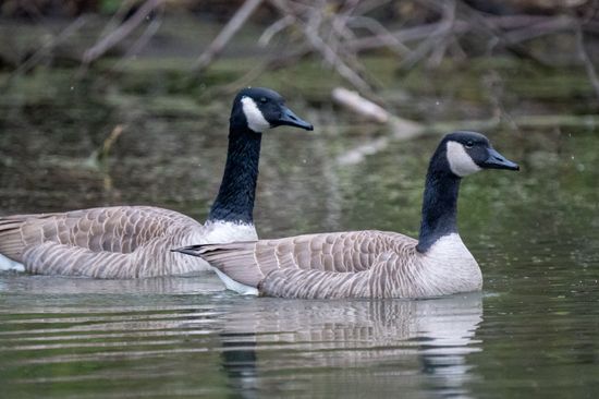 Canadian Geese Seen Swimming Miami Whitewater Editorial Stock Photo ...