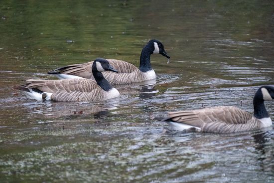 Canadian Geese Seen Swimming Miami Whitewater Editorial Stock Photo ...