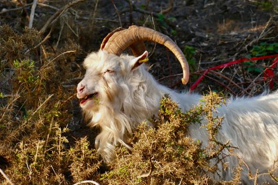 Clifftop Goats Bournemouth When Councillors Bournemouth Editorial Stock ...