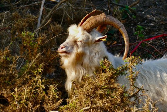 Clifftop Goats Bournemouth When Councillors Bournemouth Editorial Stock ...