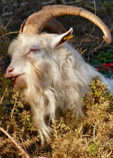 Clifftop Goats Bournemouth When Councillors Bournemouth Editorial Stock ...