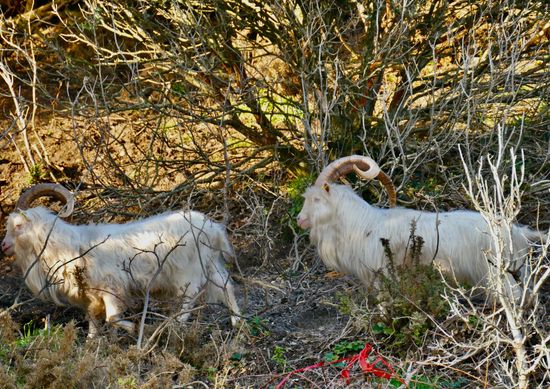 Clifftop Goats Bournemouth When Councillors Bournemouth Editorial Stock ...