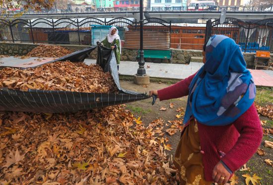 Women Pull Sheet Filled Dried Leaves Editorial Stock Photo - Stock ...