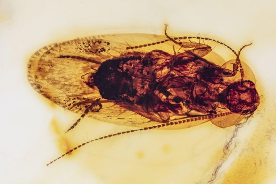 Cockroach Amber Colombia Pliocene 10 Myo Editorial Stock Photo - Stock ...