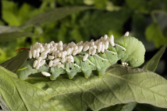 Tomato Hornworm Parasitized By Braconid Wasp Editorial Stock Photo ...