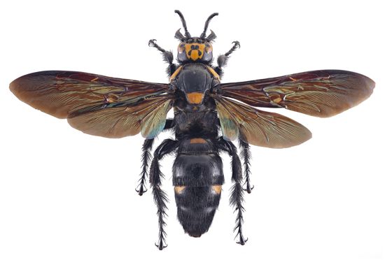 Giant Scoliid Wasp Megascolia Procer Javanensis Editorial Stock Photo ...