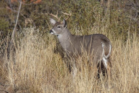 Coues Whitetailed Deer Odocoileus Virginianus Arizona Editorial Stock ...