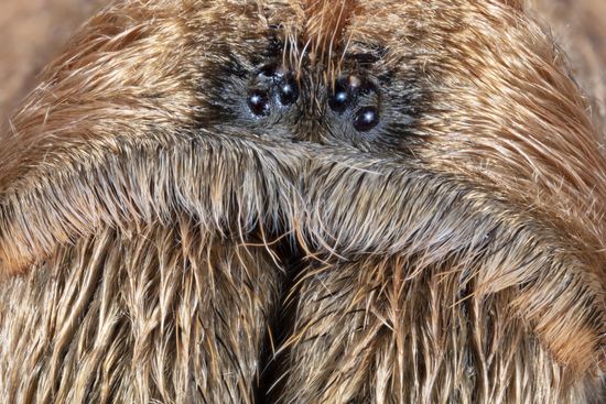 Close Face Western Desert Tarantula Aphonopelma Editorial Stock Photo ...