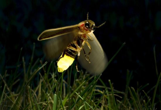 Firefly Lampyridae Twilight Flight Editorial Stock Photo - Stock Image ...