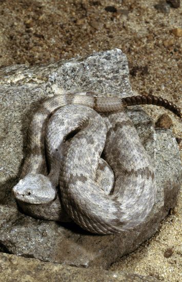 Mottled Rattlesnake Crotalus Lepidus Lepidus Editorial Stock Photo ...
